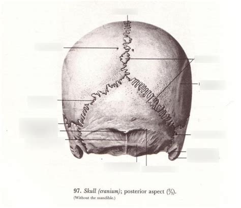 Skull Diagram Quizlet