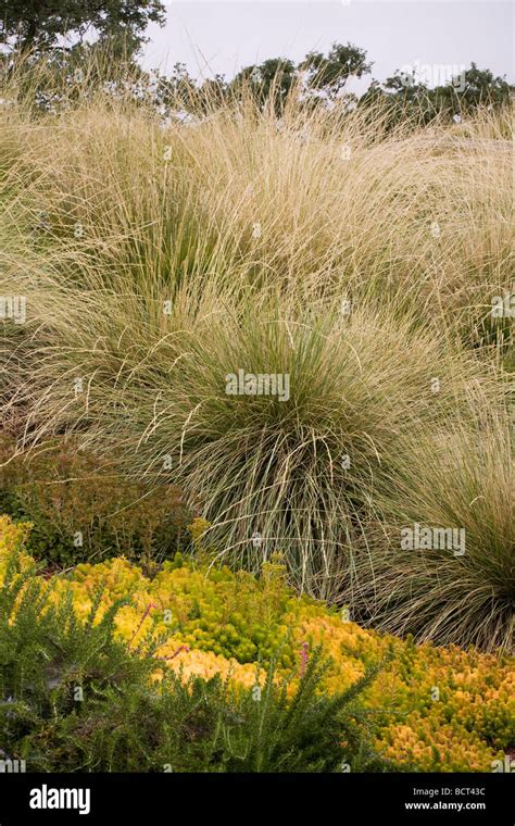 Festuca Mairei Atlas Fescue Flowering In Grass Meadow Green Roof Garden