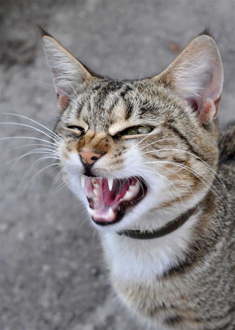 严肃的猫咪图片 趴在地上的猫咪素材 高清图片 摄影照片 寻图免费打包下载