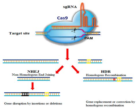 Applications Of Crispr Cas9 As An Advanced Genome Editing System In Life Sciences