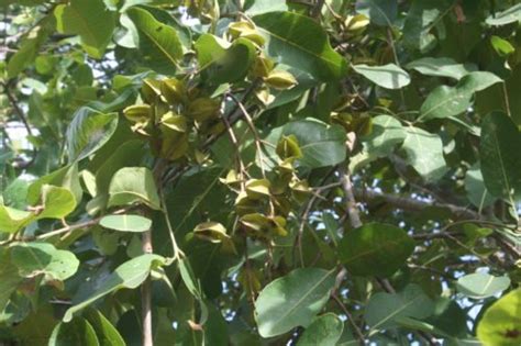 अर्जुन एक औषधीय वृक्ष