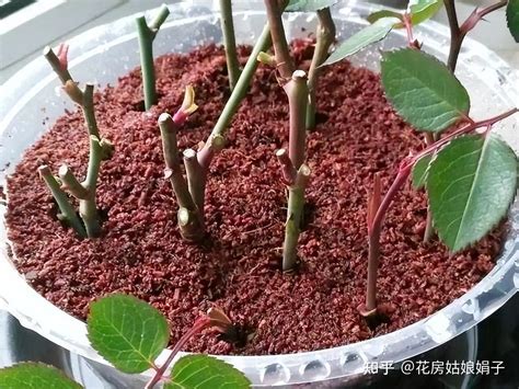 月季扦插黑杆多，方法都懂，关键是“细节”，这2处细节要避开 知乎