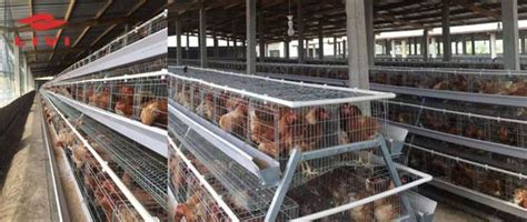 High Quality 10000 Chicken Layer Cages For Sale In Nigeria Poultry
