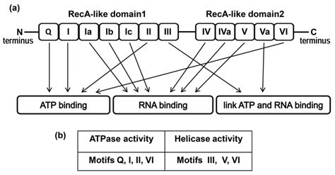 A Domain Structure Of The Ddx3 Helicase B Motifs Of Reca Like