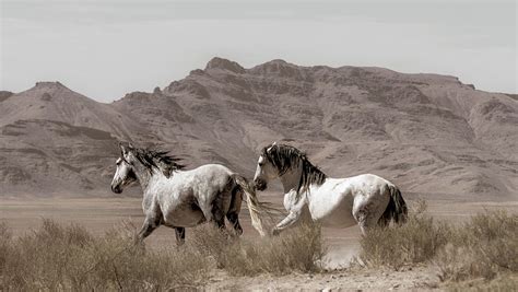 Onaqui Royalty Photograph By Rj Stein Photography Fine Art America