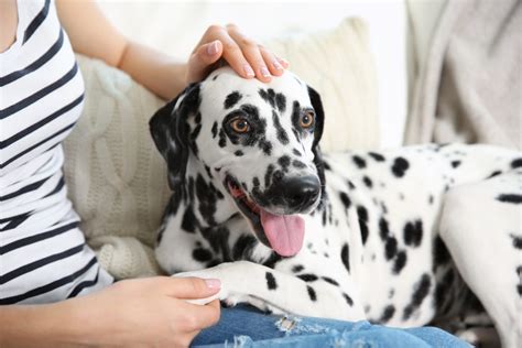De Tien Meest Gestelde Vragen Over De Hond Dierenartsnl