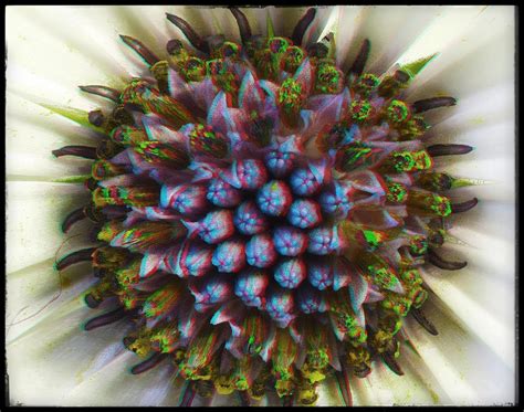 Flower Core Macro Ranaglyph