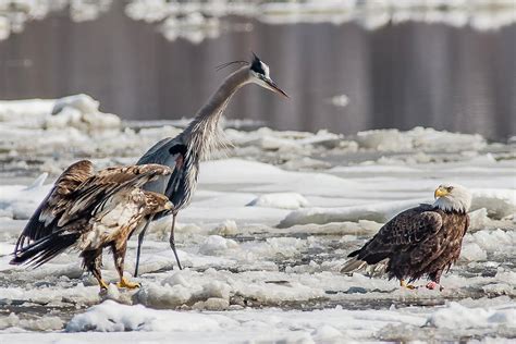 Twos Company And Threes A Crowd Photograph By Morris Finkelstein Pixels