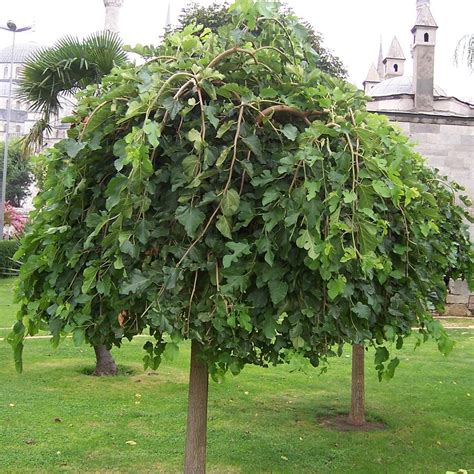 Morus Alba Fruitless Mulberry Trees