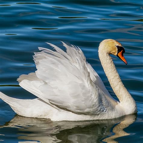 Mclaughlin Bay Wildlife Reserve Durham Region Online