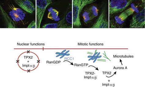 Tpx2 Current Biology
