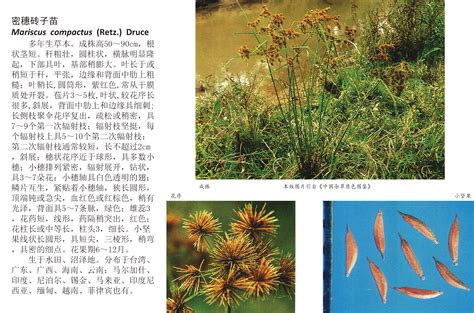 藨草属