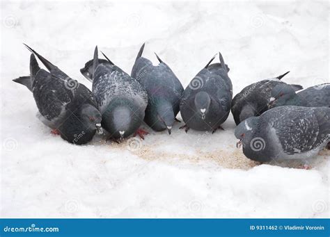 O Grupo De Pombos Come Foto De Stock Imagem De Cinzento