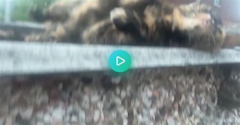 14 10 Extra Nice Floof D Album On Imgur