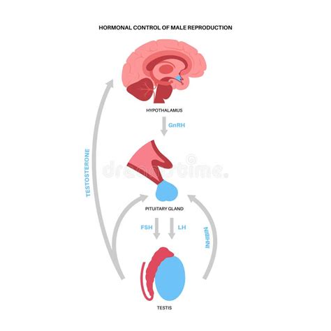 Hormonas Reproductivas Masculinas Ilustración Del Vector Ilustración