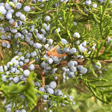Juniperus virginiana ~ Eastern Red Cedar – King's Sunset Nursery