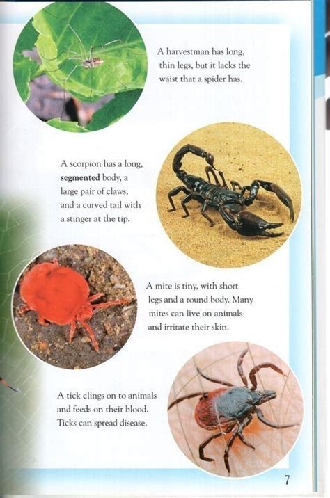 Spiders Deadly Predators Kingfisher Readers Level 4 Hardcover