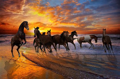 Horses Beach Sea Free Photo On Pixabay Pixabay