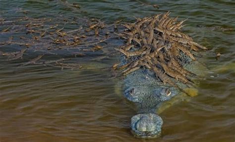 Father Gharial Carries 100 Young Across Ganges River In Stunning Viral