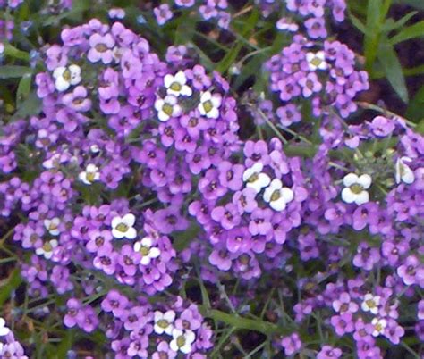 Alyssum Sweet Lobularia Maritima Seeds