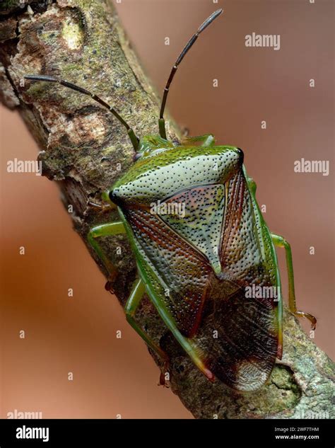 Birch Shieldbug Elasmostethus Interstinctus Overwintering On Beech Tipperary Ireland Stock