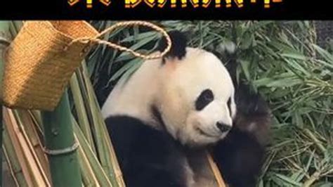 花花和叶找萌兰，来收小轮文领走的盆的熊熊币！ 大熊猫萌兰 大熊猫花花 大熊猫和花和叶 熊猫界顶流 来这吸熊猫 Youtube