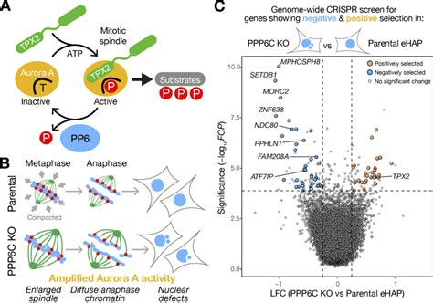 Genome Wide Crispr Screening Reveals Synthetic Growth Defects Between
