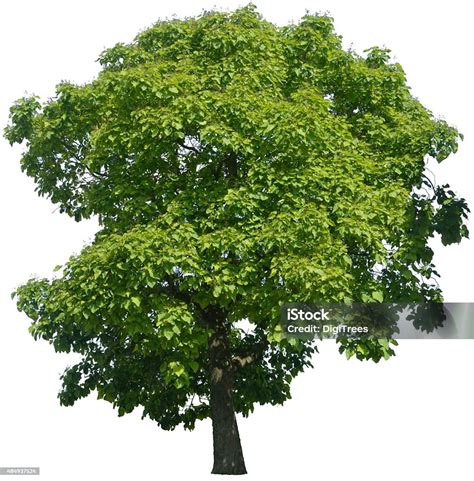 개오동나무 Bignonioides 또는 인도어 콩 로세아 흰색 바탕에 0명에 대한 스톡 사진 및 기타 이미지 0명 2015