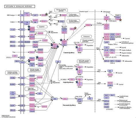 Figure S NF κB signalling pathway Red boxes represent proteins Download Scientific Diagram