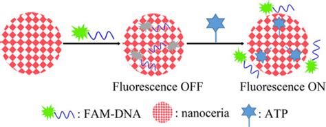 荧光“ On Off On On”探针，用于基于纳米铈的atp置换dna进行灵敏的atp检测talanta X Mol