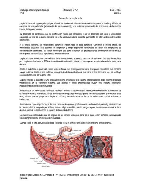 Tarea 3 Desarrollo De La Placenta Pdf Placenta Anatomía