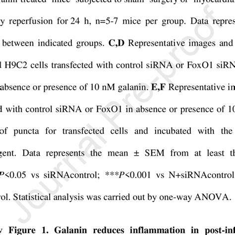 Figure7 Galanin Regulates Autophagy And Apoptotic Cell Death Through