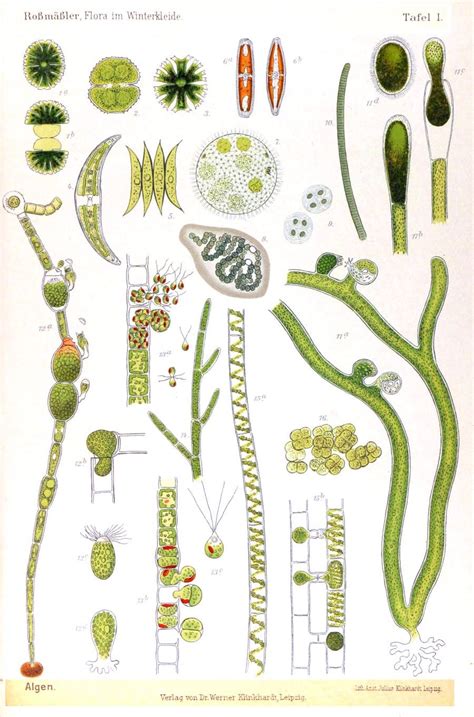 Microscopic Algae Artofit