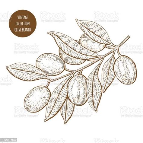 橄欖樹復古植物向量手繪插圖孤立于白色背景素描樣式向量圖形及更多俄羅斯圖片 俄羅斯 健康飲食 嘗 Istock