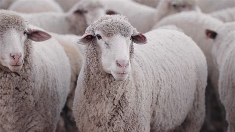 Wool Ldps Available Ag Information Network Of The West