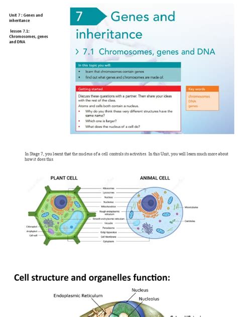 Unit 7 Genes And Inheritance Lesson 71 Chromosomes Genes And Dna