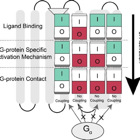Sequential Switches Of Activation Model For G Protein Selectivity The Download Scientific