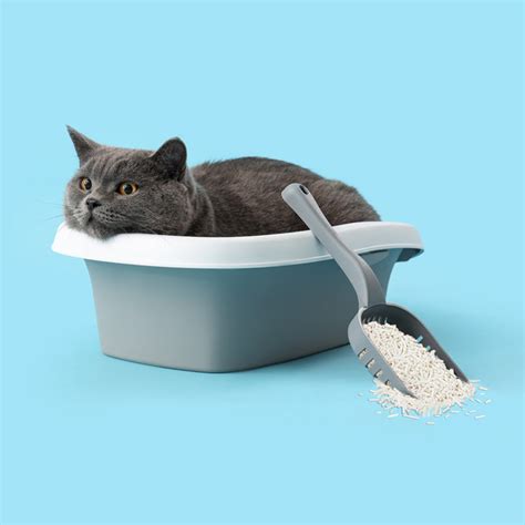 Why Tofu Cat Litter Is Replacing Traditional Litters Happy And Polly