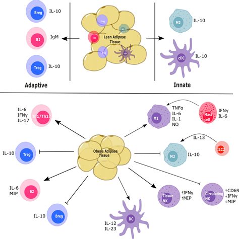 Schematic Showing The Immune Profile Of The Lean And Obese Adipose
