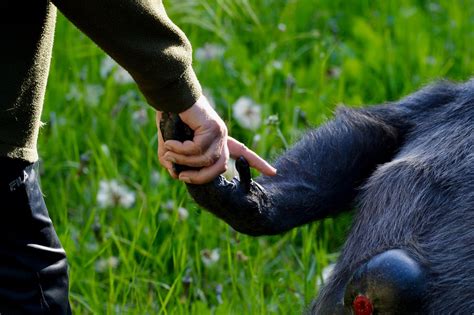 Inédita Mediación Por Los Derechos De Tomy El Chimpancé Que Quiere