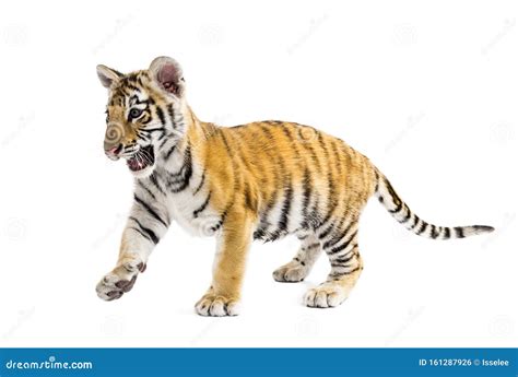 Um Filhote De Tigre De Dois Meses Caminhando Sobre Fundo Branco Foto De