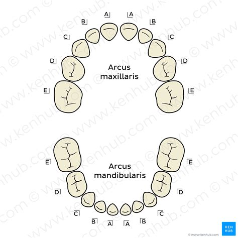 Palmer Notation Deciduous Teeth Latin Kenhub Image License Store