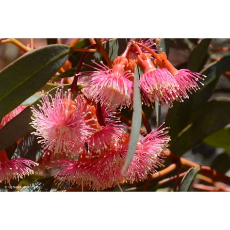 Eucalyptus Torwood