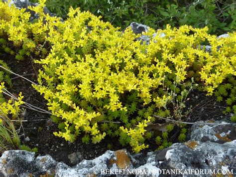 Sedum Sexangulare L