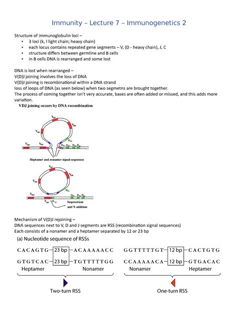 Cells And Immunity Lecture 19 Immunity Lecture 7 Immunogenetics 2 Structure Of