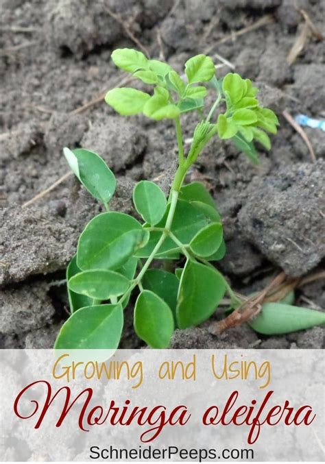Ultimate Guide To Growing Moringa Trees Moringa Tree Herbs Moringa