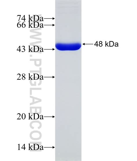 Cdt1 Fusion Protein Ag31758 Proteintech