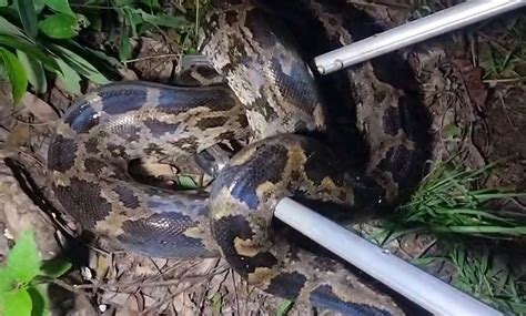 10 Foot Long Python Rescued In Odisha S Nuapada Dist Watch