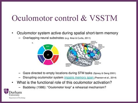 The Role Of The Oculomotor System In Spatial Working Memory Ppt Download