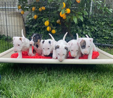 Bull Terrier Puppies For Sale In California